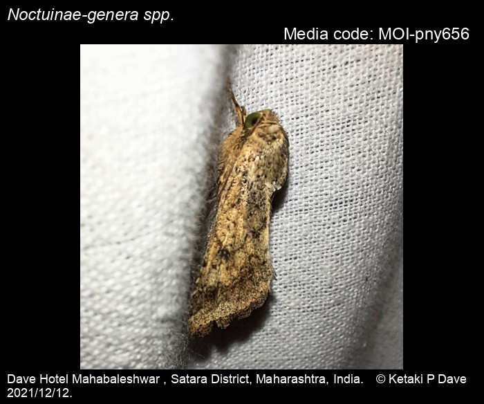 Noctuinae-genera spp. | Moths